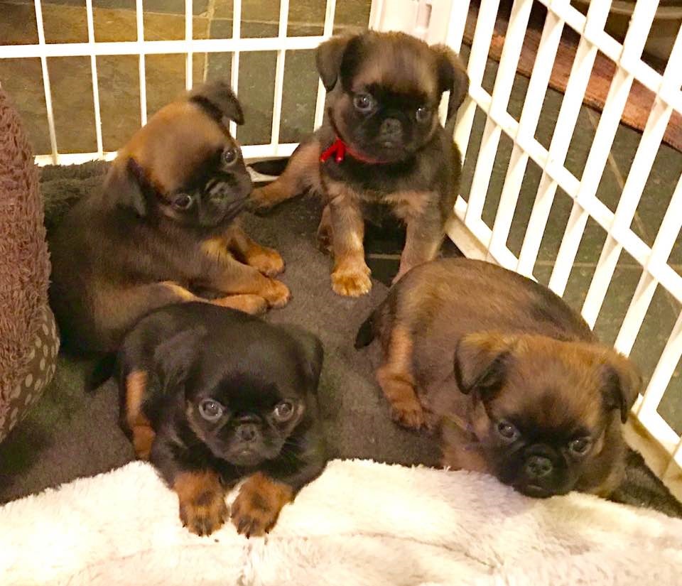 Are Vegetables and Green Foods Good for Dogs? | K9 Nutrition with Lew